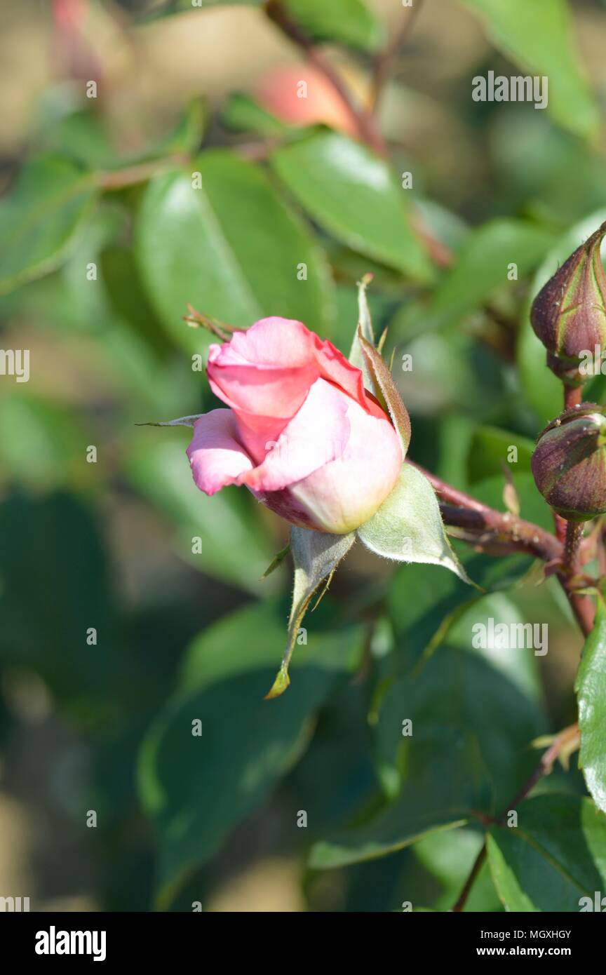 Compassion rose hi-res stock photography and images - Alamy