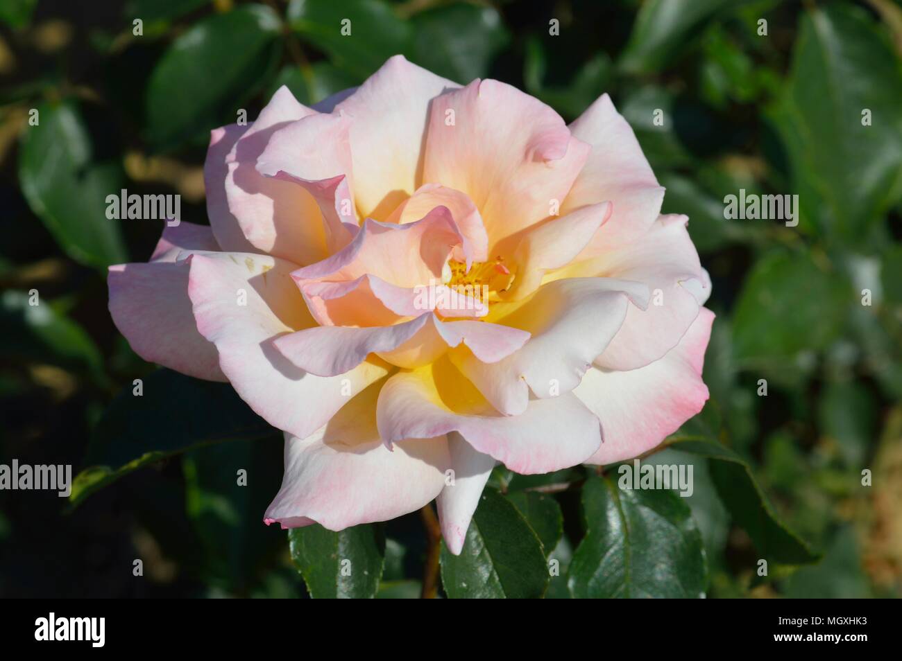 Rosa compassion hi-res stock photography and images - Alamy