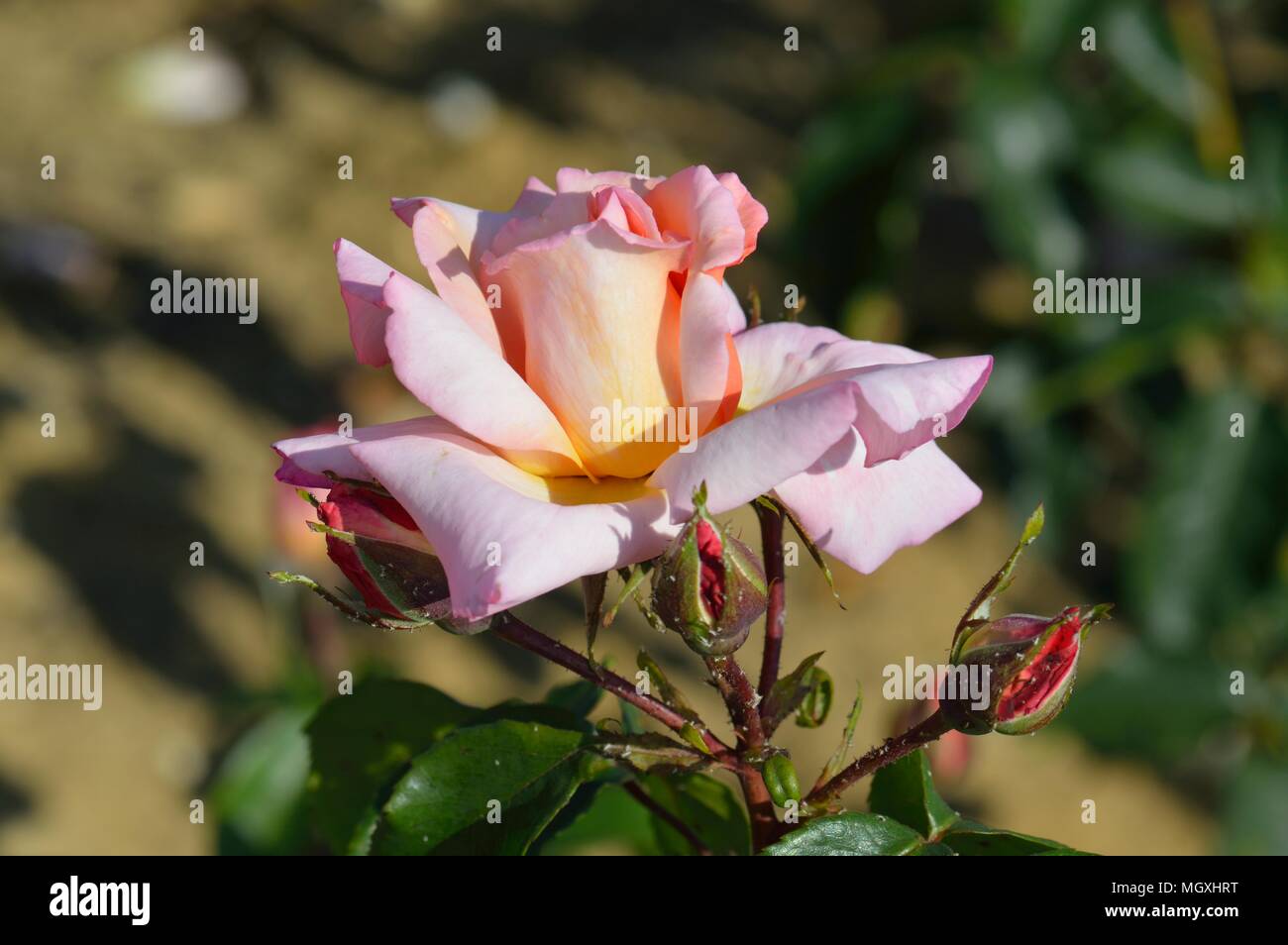 Compassion rose hi-res stock photography and images - Alamy