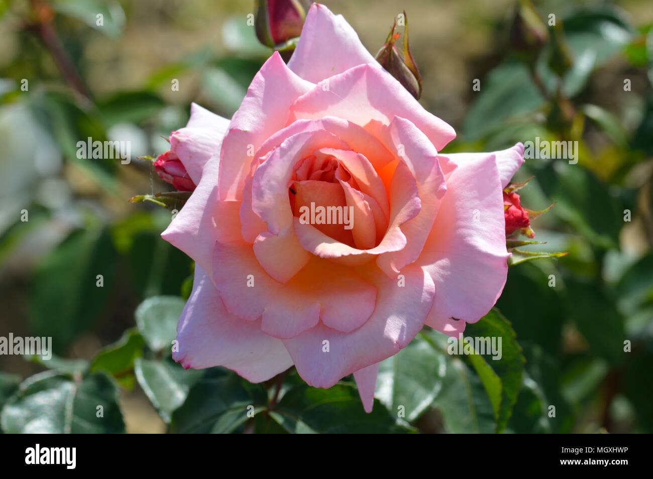 Rosa compassion hi-res stock photography and images - Alamy