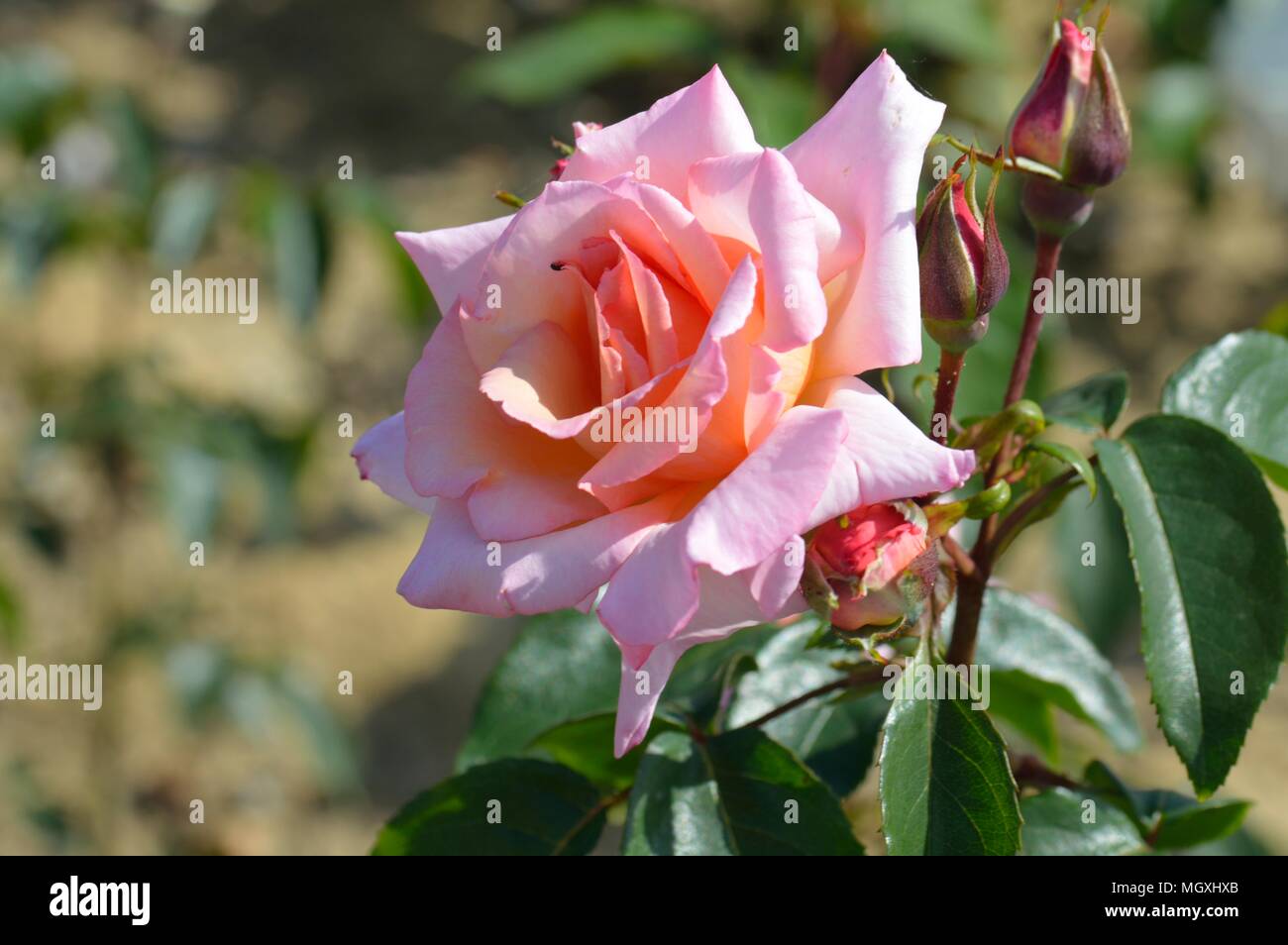 Rosa compassion hi-res stock photography and images - Alamy