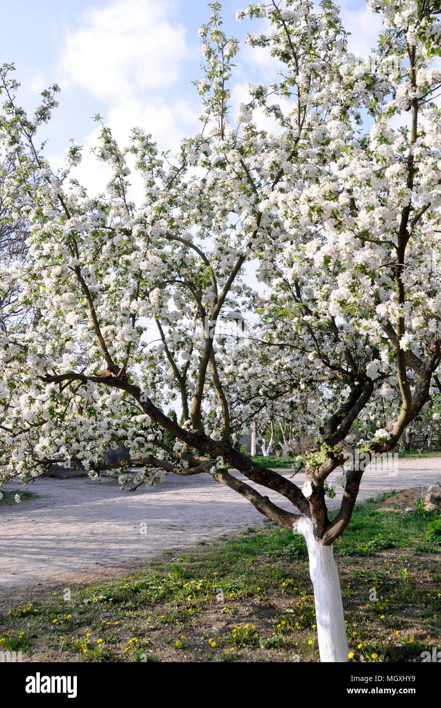 Beautiful nature scene with blooming tree of apple Stock Photo - Alamy