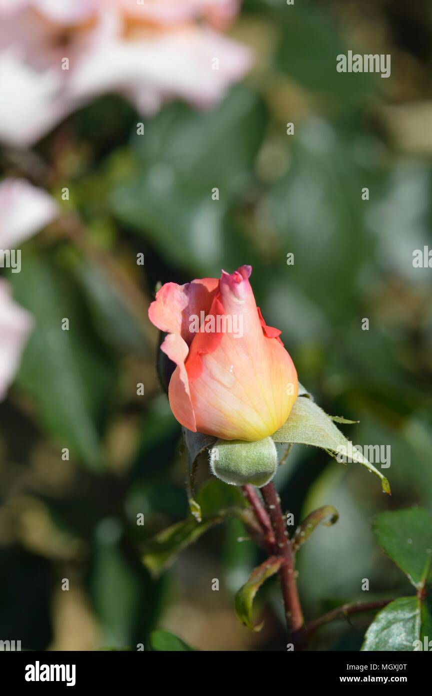 Rosa compassion hi-res stock photography and images - Alamy
