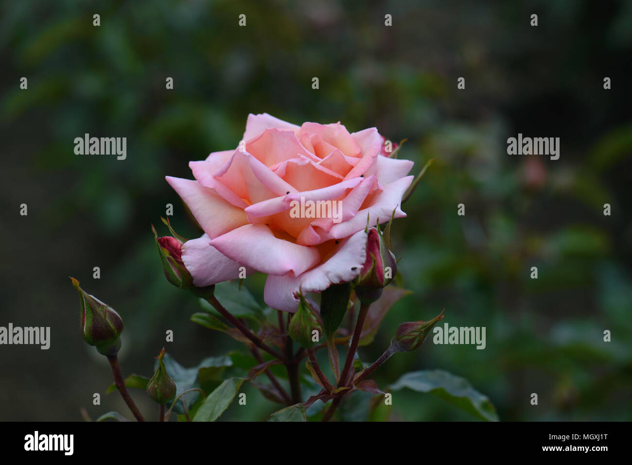 Rosa compassion hi-res stock photography and images - Alamy