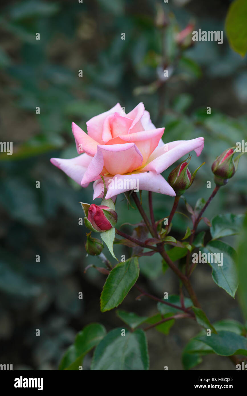 Compassion rose hi-res stock photography and images - Alamy