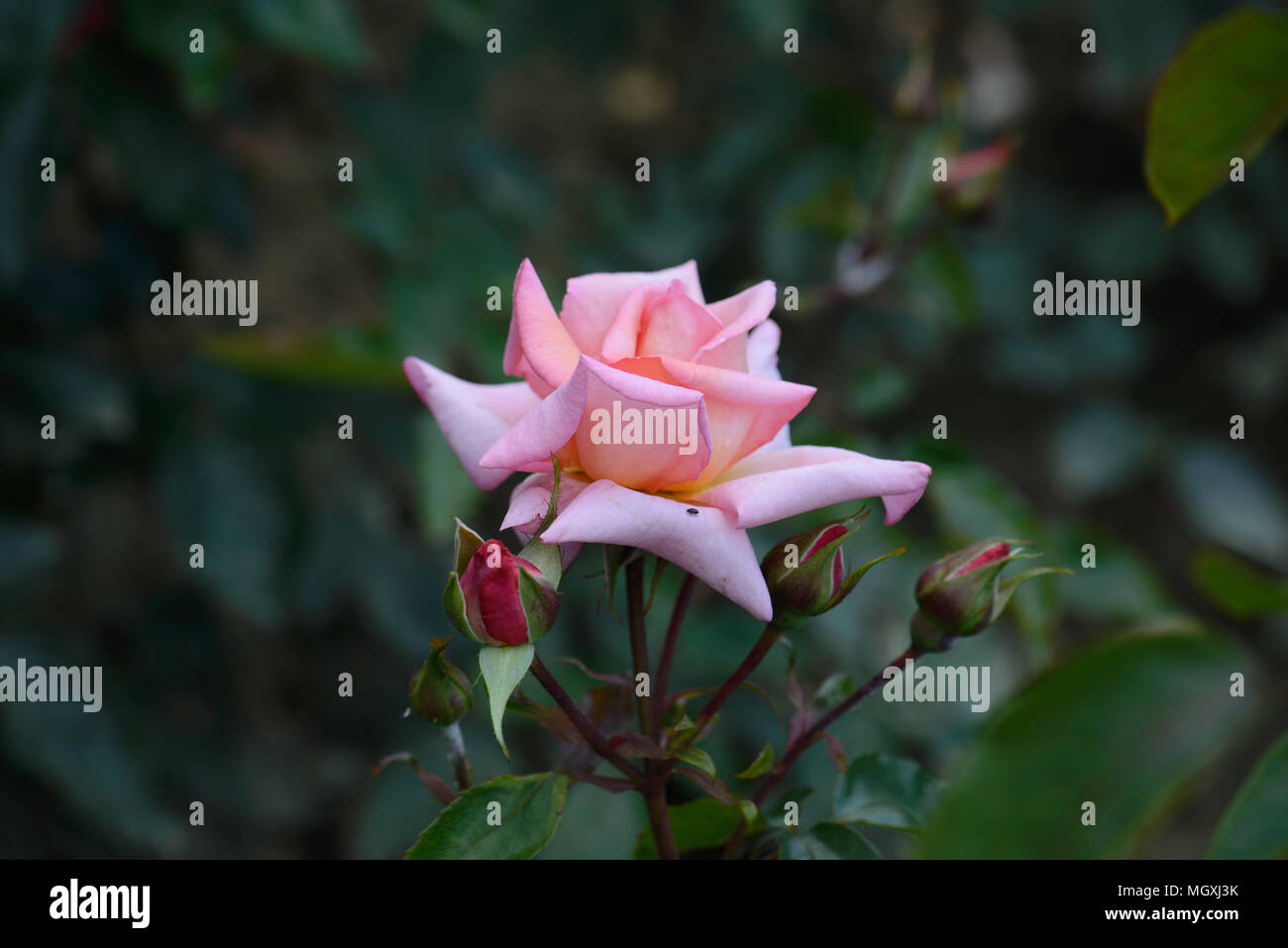 Compassion head hi-res stock photography and images - Alamy