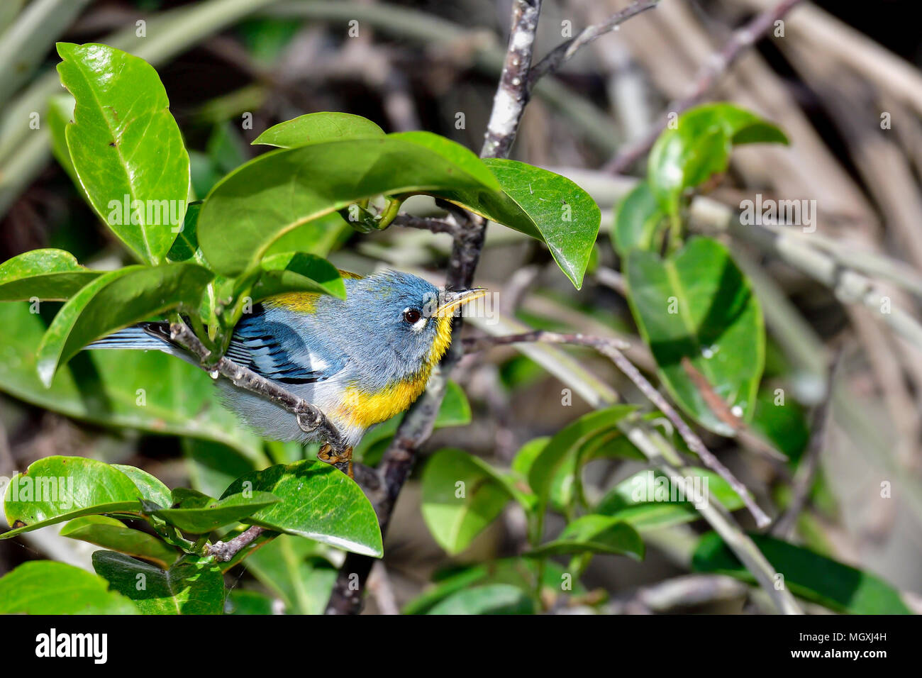 Northern parula hi-res stock photography and images - Alamy