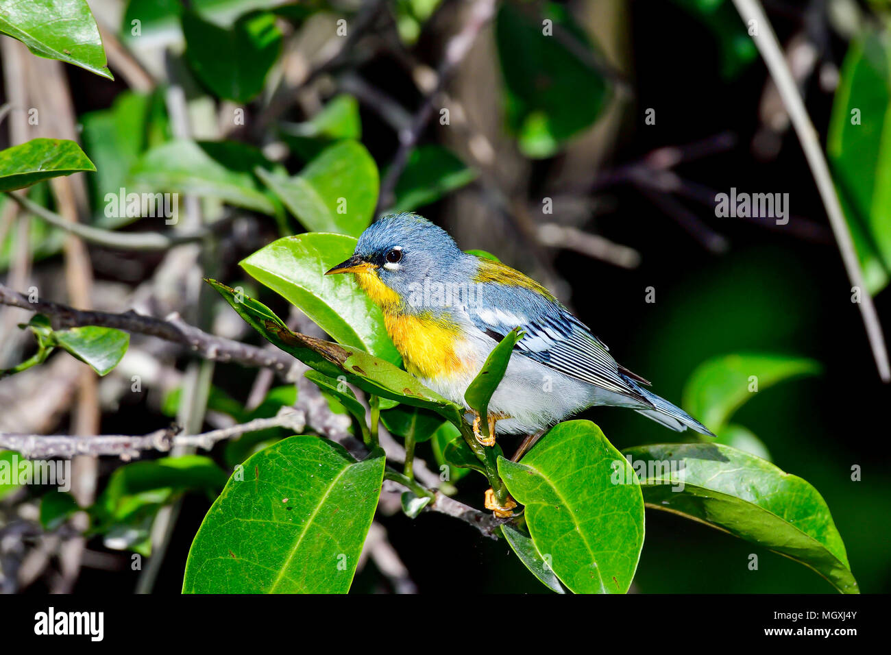 Northern parula hi-res stock photography and images - Alamy