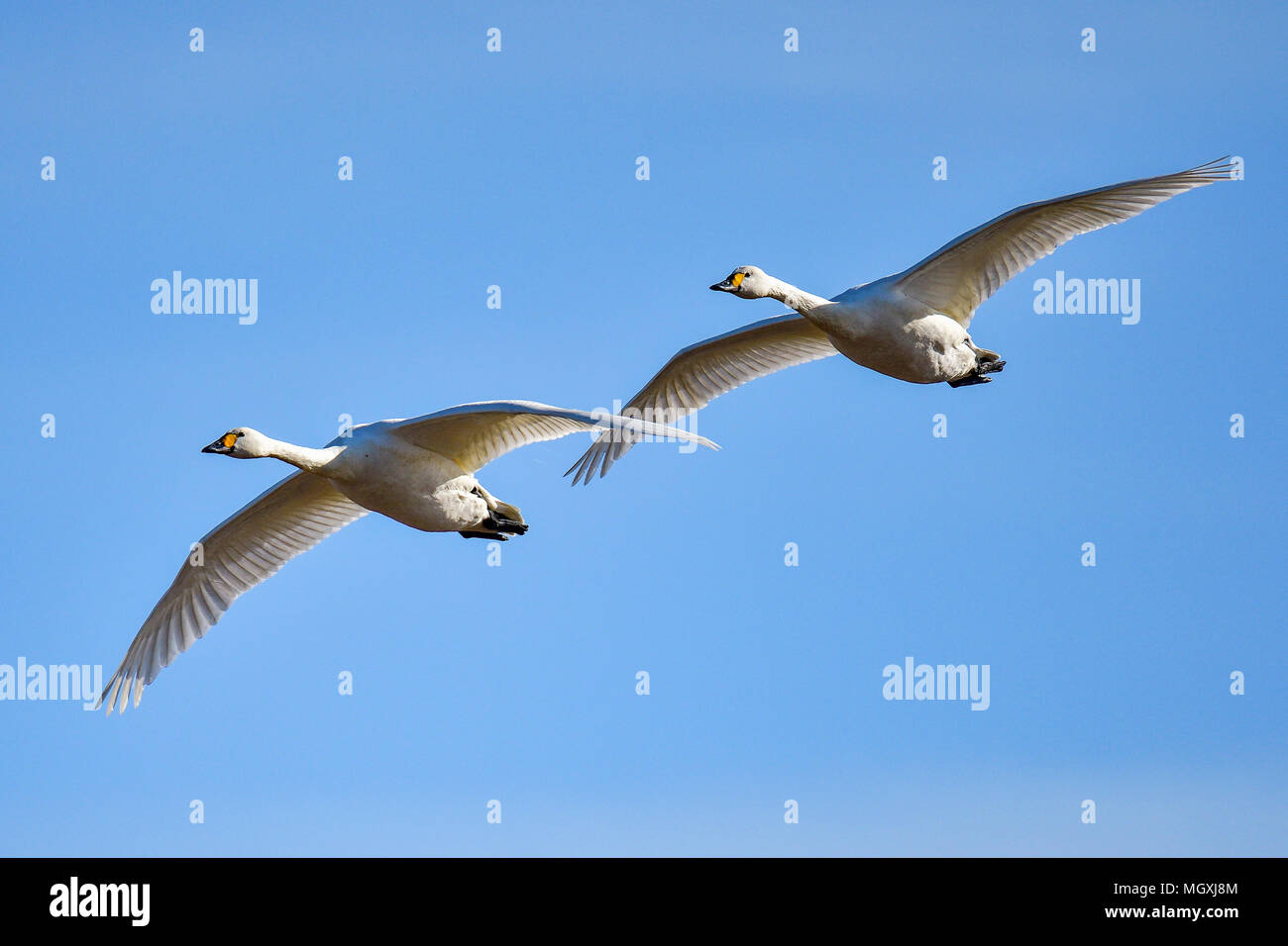 Whooper swan; "partners for life Stock Photo - Alamy