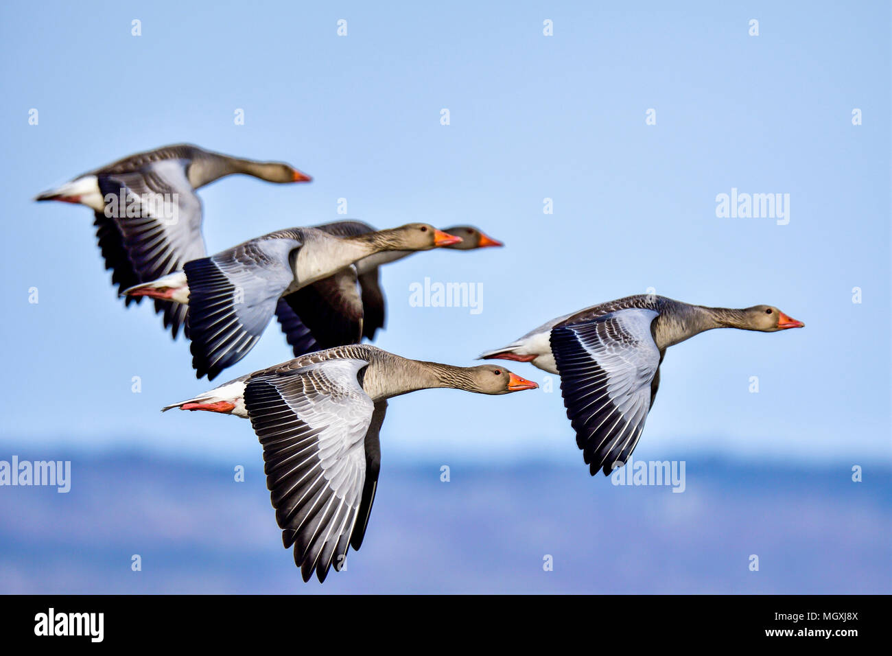 Wing man hi-res stock photography and images - Alamy