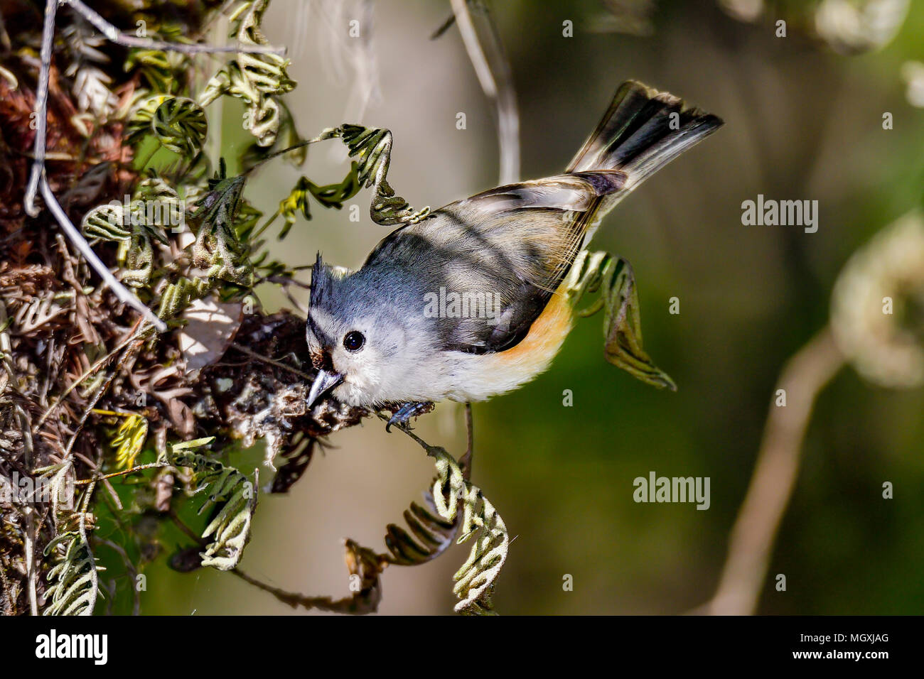 Titmouse hi-res stock photography and images - Alamy