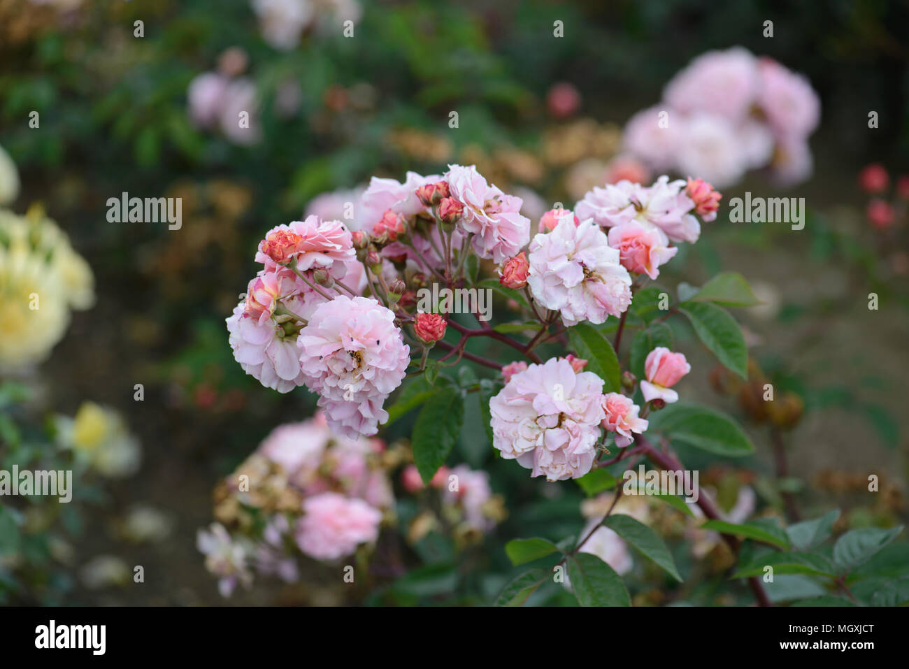 Cornelia rose hi-res stock photography and images - Alamy