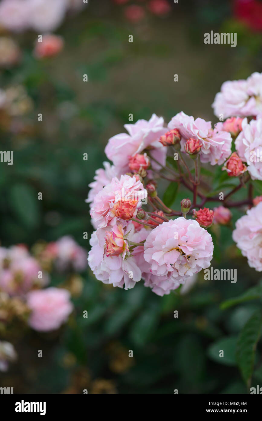 Rosa cornelia rose hi-res stock photography and images - Alamy