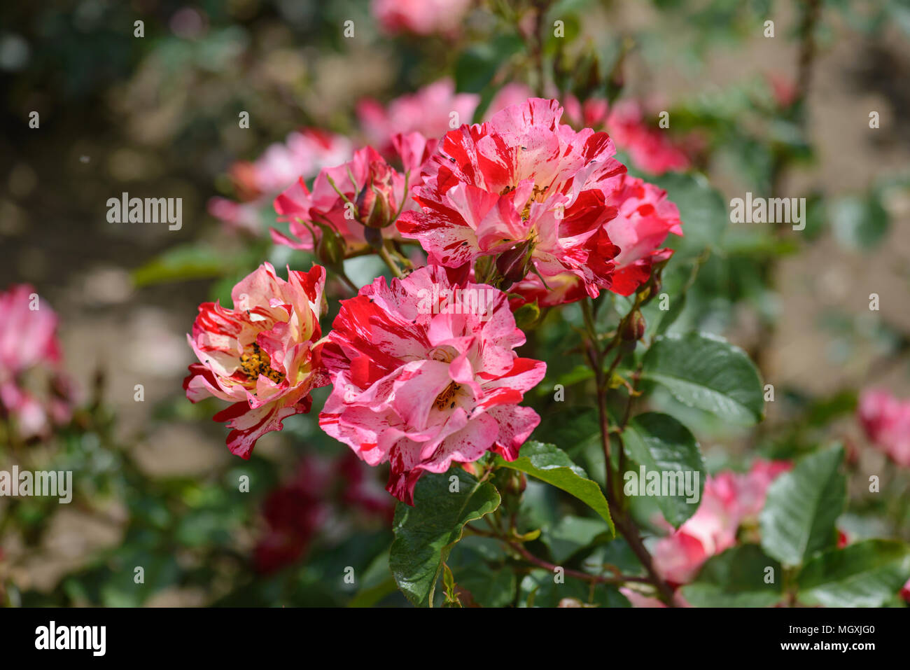 Crazy flower hi-res stock photography and images - Alamy