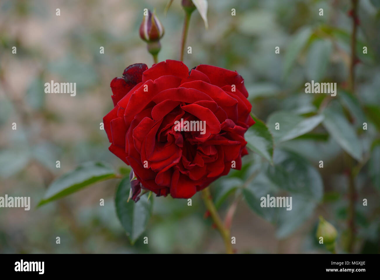 Rose Crimson Cascade Stock Photo - Alamy