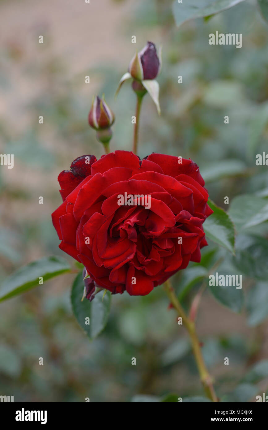 Rose Crimson Cascade Stock Photo - Alamy