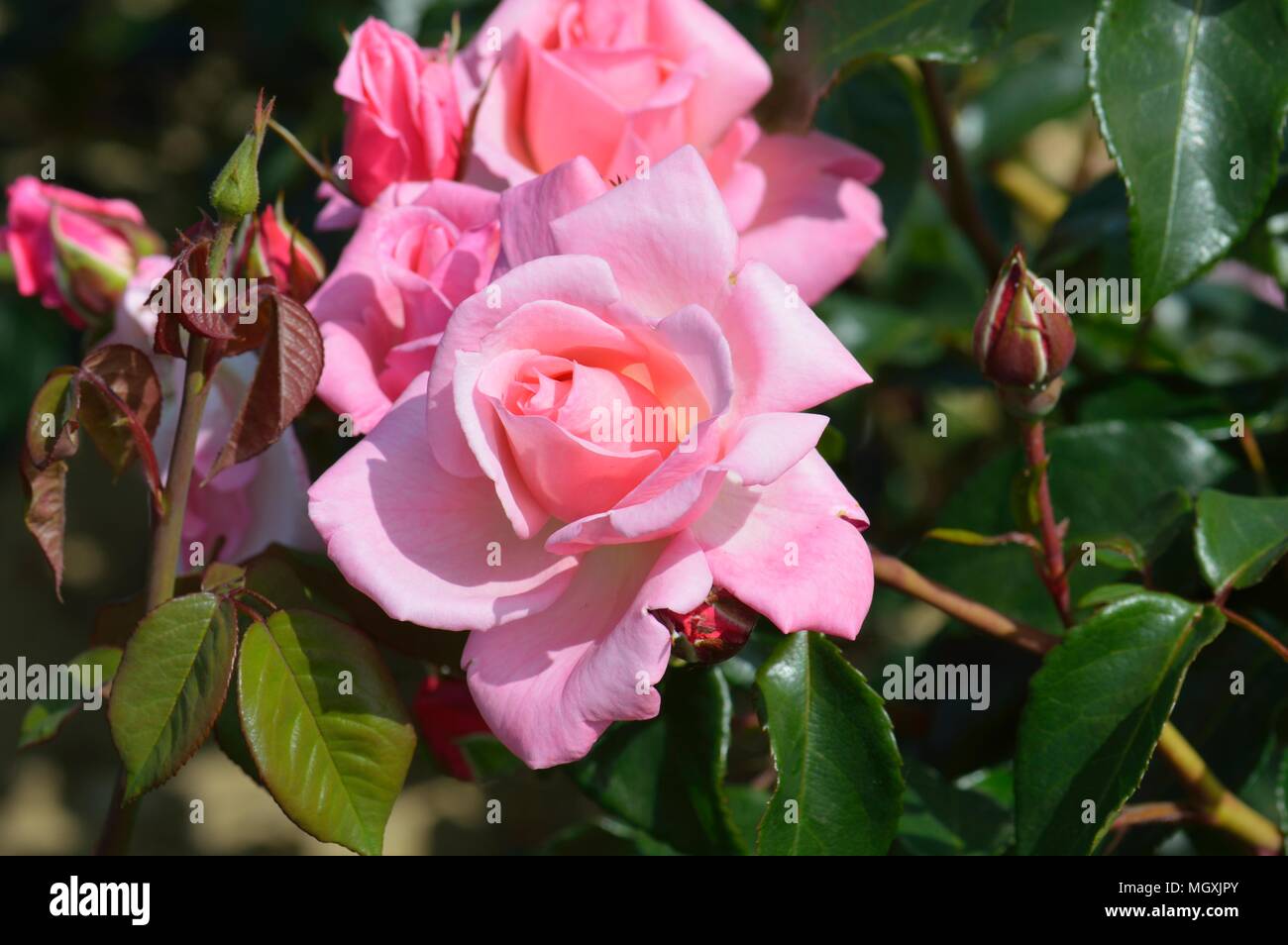 Dancing queen abba hi-res stock photography and images - Alamy