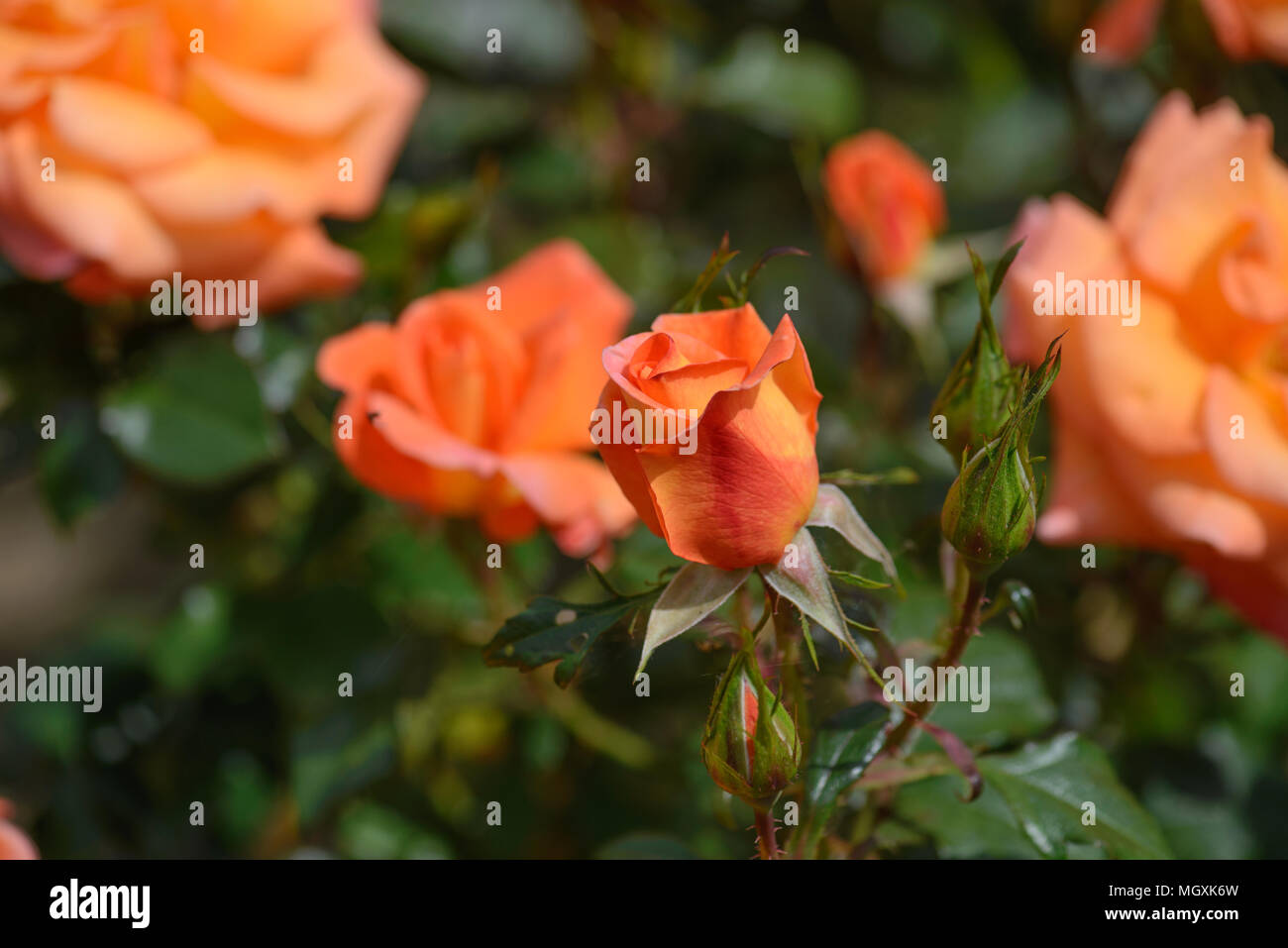 Orange dawn rose flower hi-res stock photography and images - Alamy