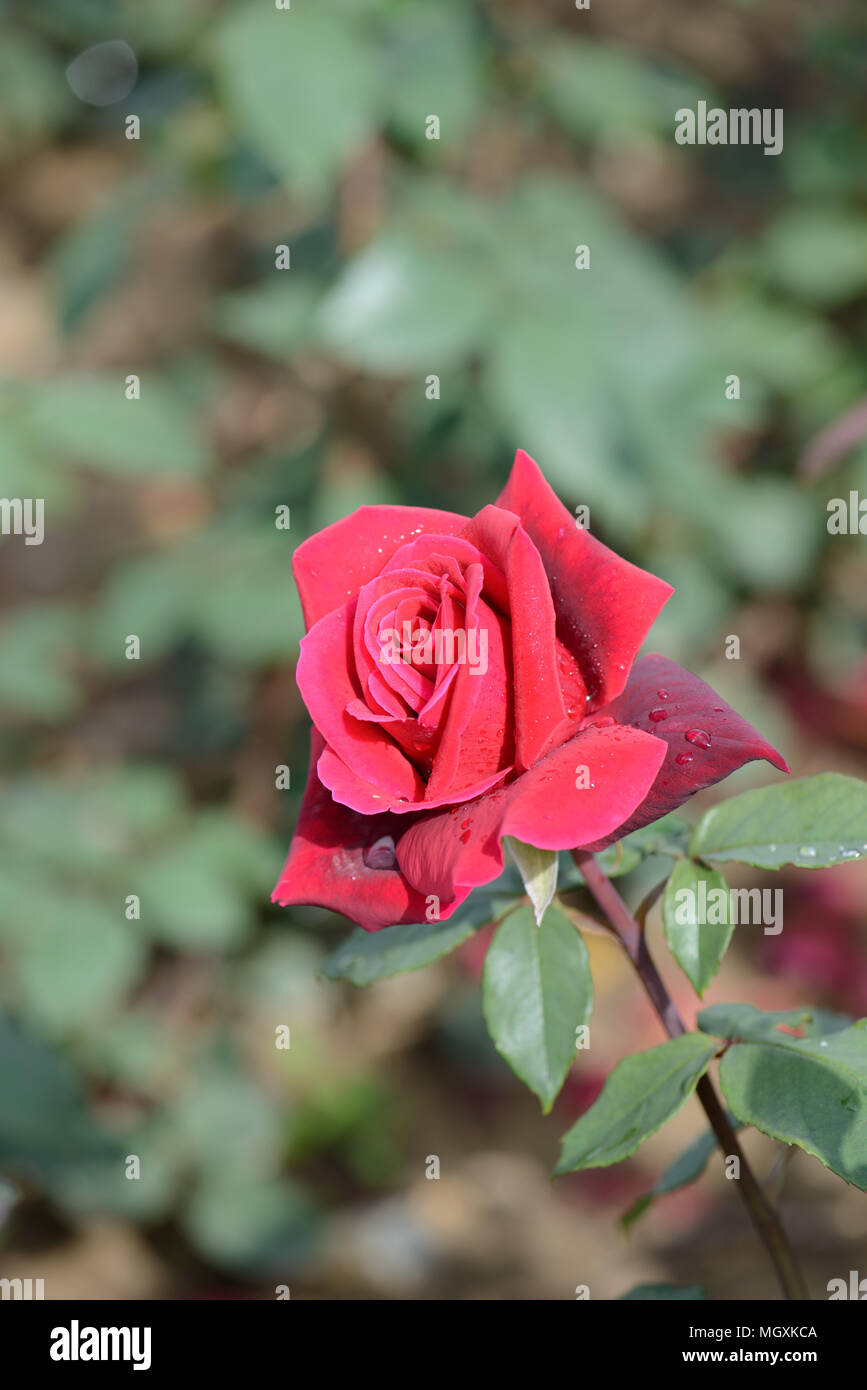 Deep secret hi-res stock photography and images - Alamy