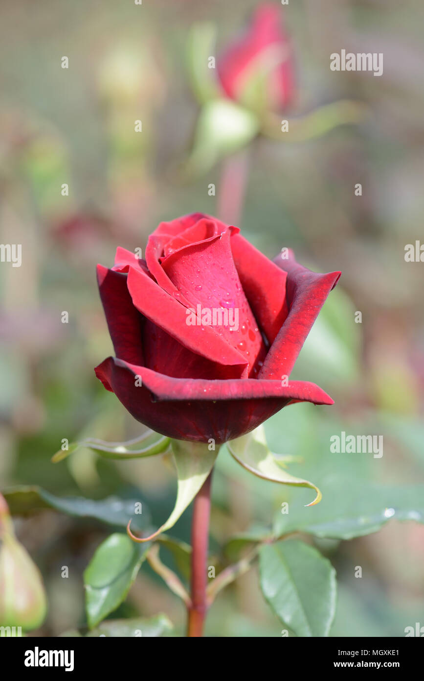Rose Deep Secret Stock Photo - Alamy