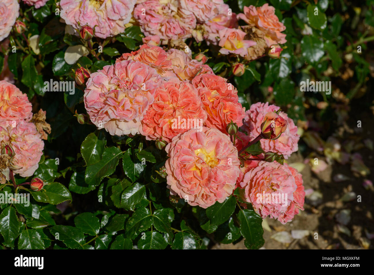 Rose Designer Sunset Stock Photo - Alamy