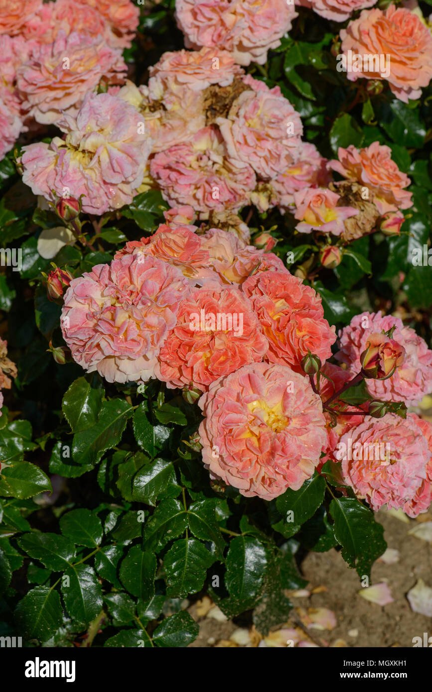 Designer rose hi-res stock photography and images - Alamy