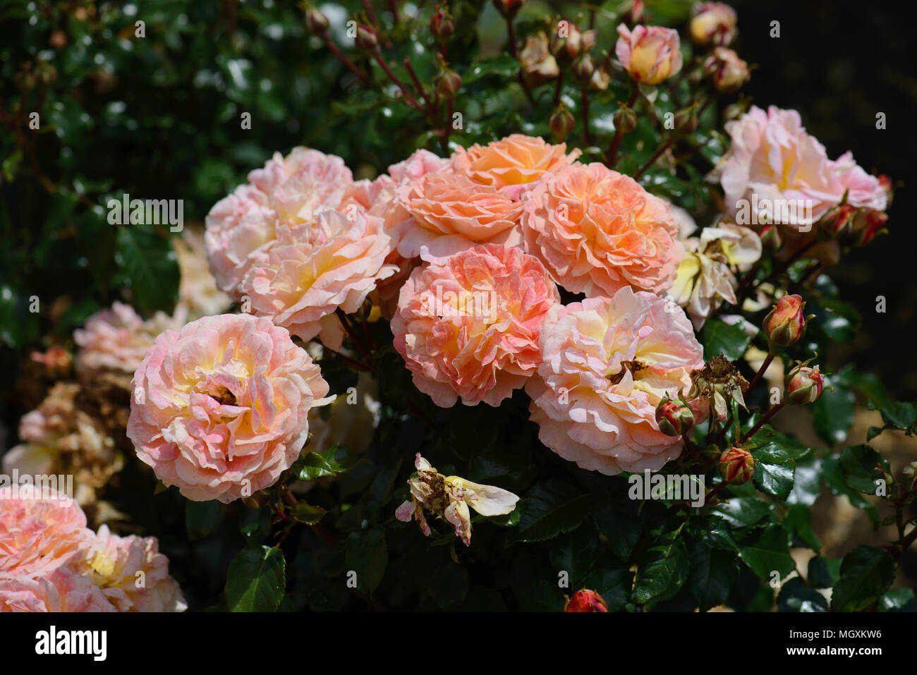 Designer rose hi-res stock photography and images - Alamy
