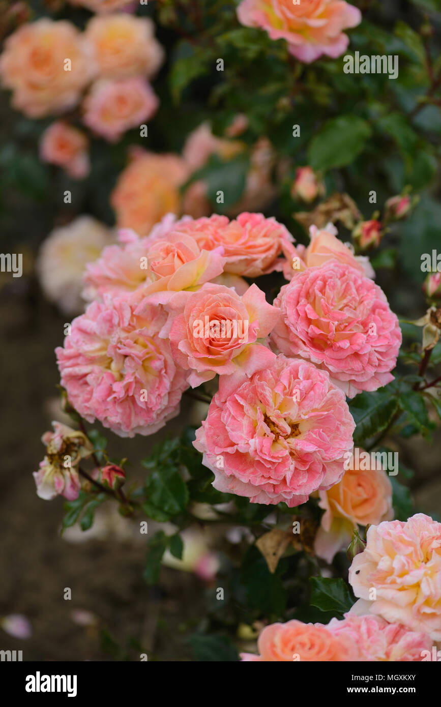 Designer sunset rose hi-res stock photography and images - Alamy