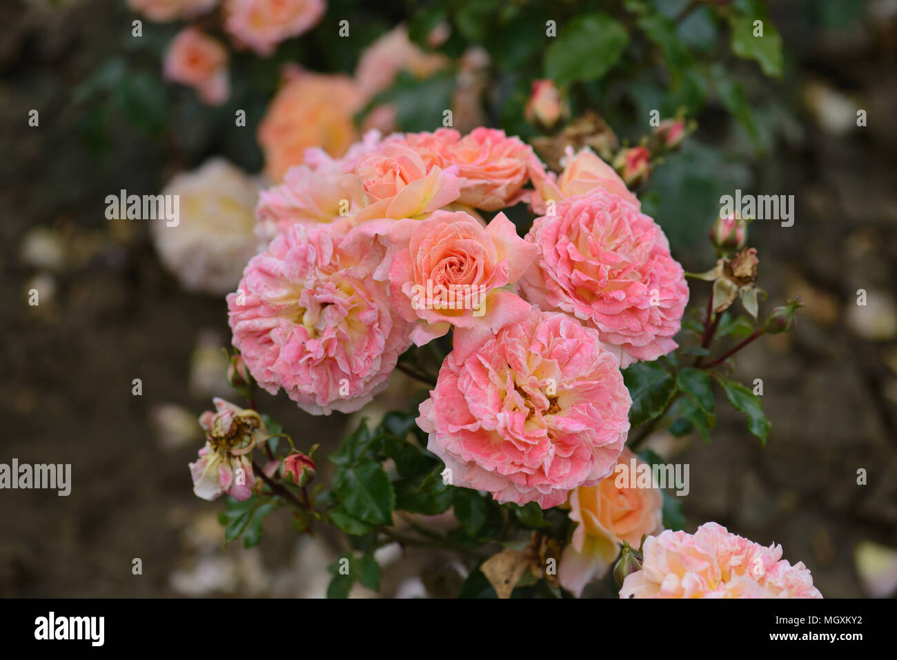 Designer sunset rose hi-res stock photography and images - Alamy