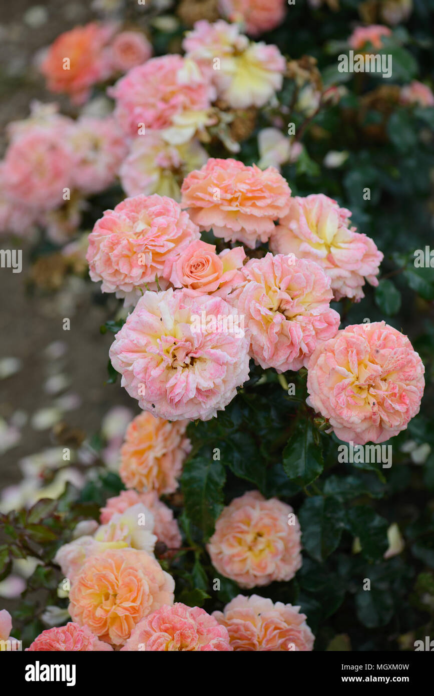 Designer sunset rose hi-res stock photography and images - Alamy