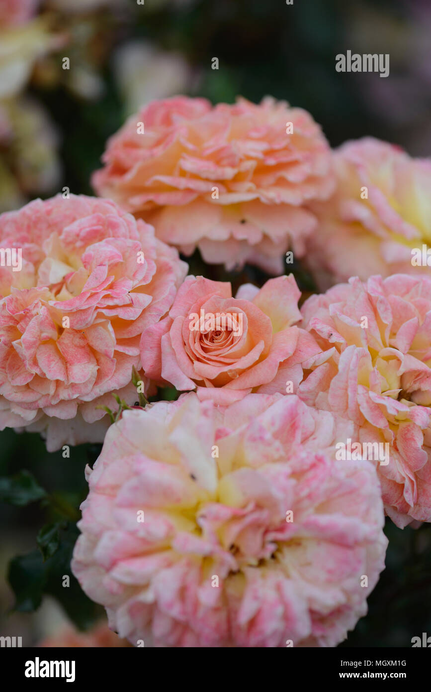 Designer rose hi-res stock photography and images - Alamy
