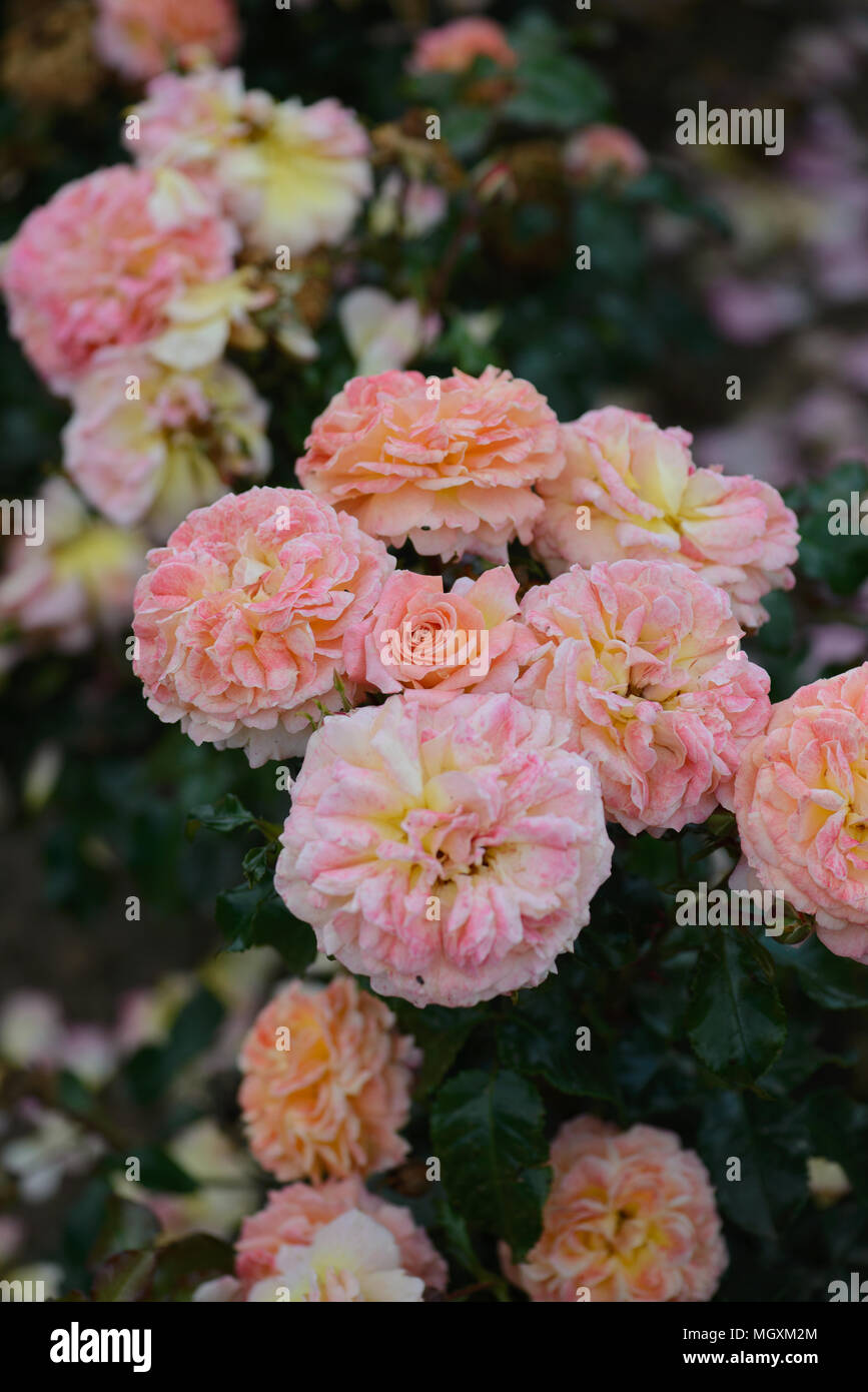 Designer sunset rose hi-res stock photography and images - Alamy