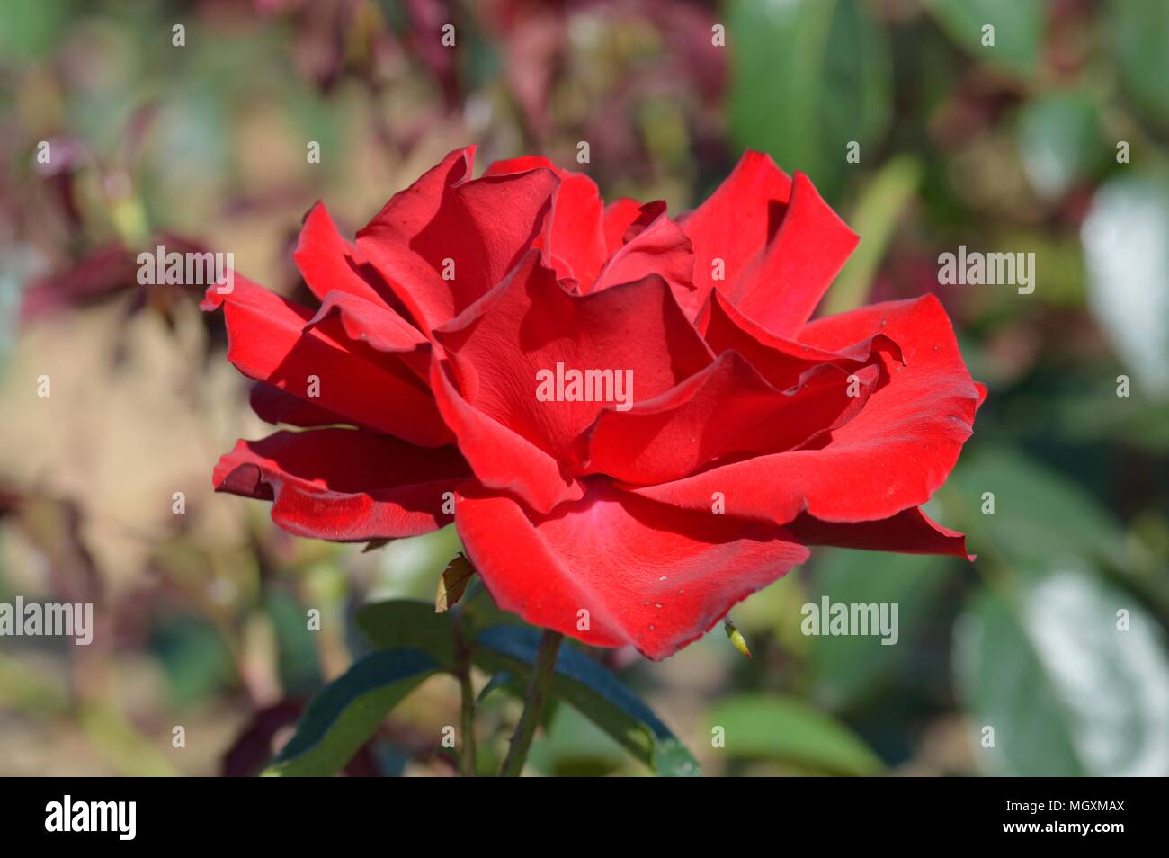 Rose Dublin Bay Stock Photo - Alamy