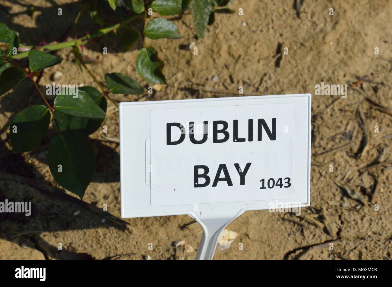 Rose Dublin Bay Stock Photo - Alamy