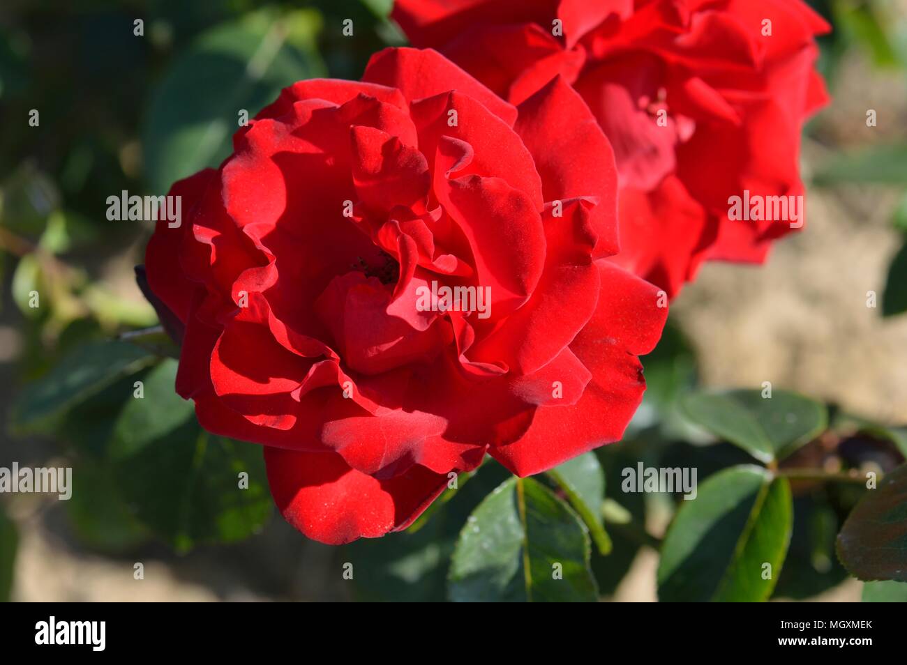Rosa Dublin Bay High Resolution Stock Photography and Images - Alamy