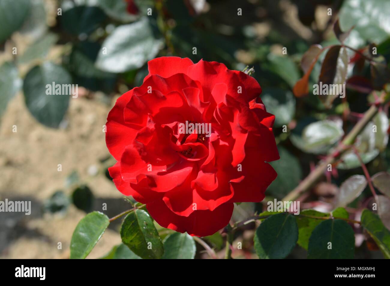 Dublin flora and fauna hi-res stock photography and images - Alamy