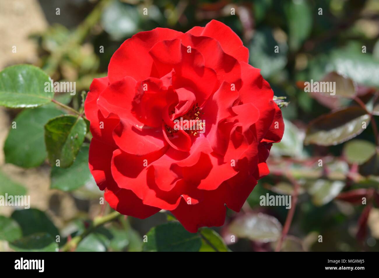 Rose Dublin Bay Stock Photo - Alamy