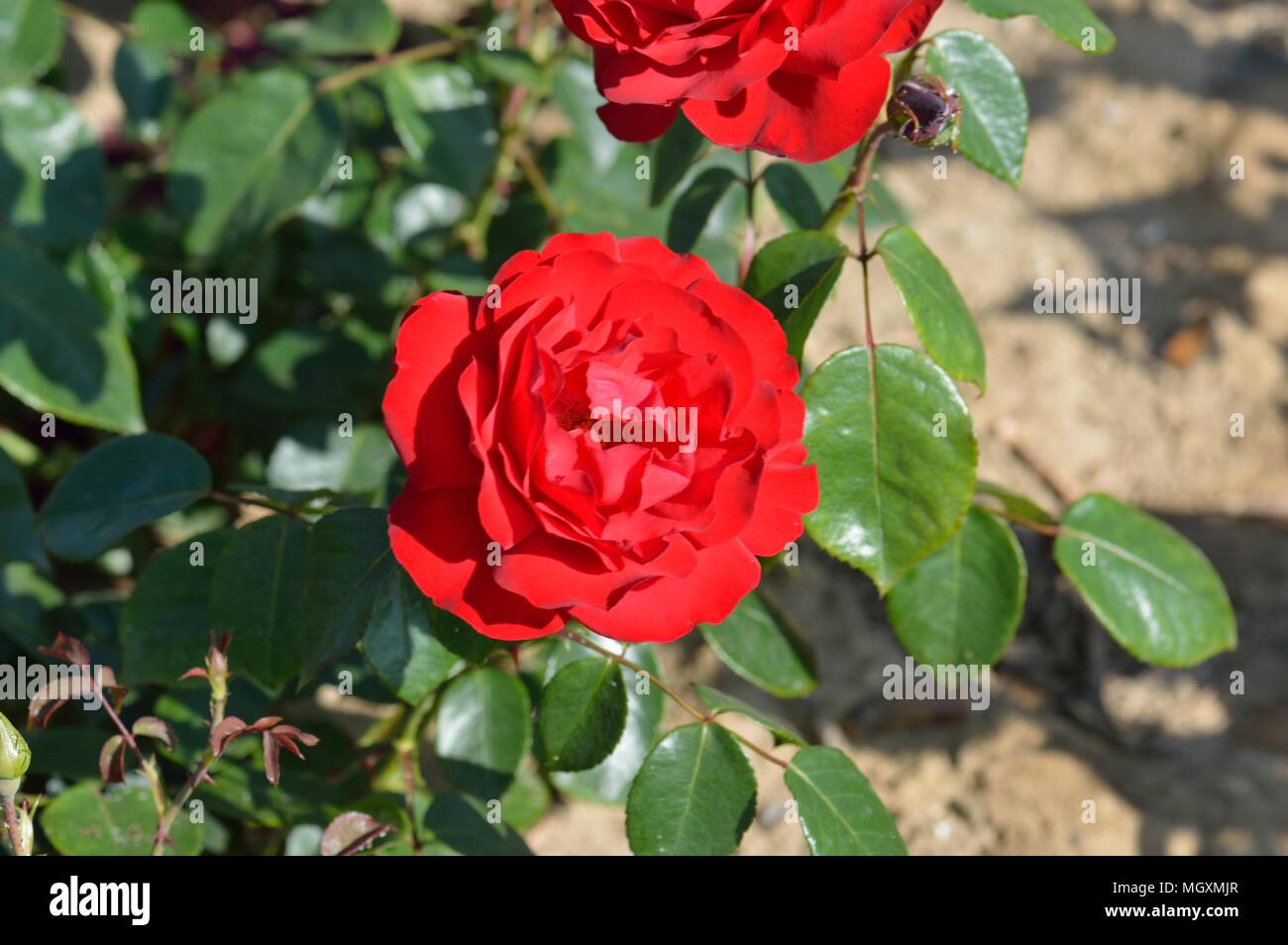 Rose Dublin Bay Stock Photo - Alamy
