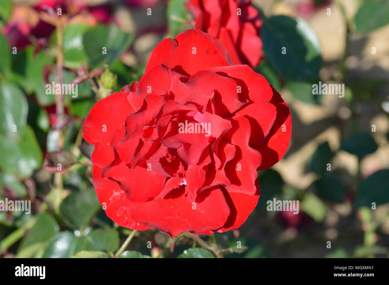 Rosa Dublin Bay High Resolution Stock Photography and Images - Alamy