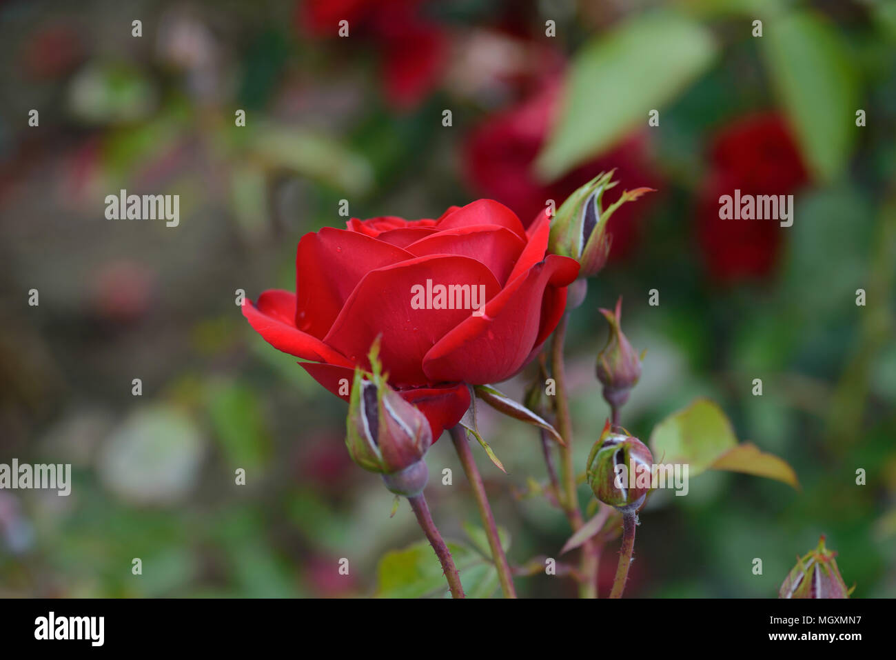 Rosa dublin bay hi-res stock photography and images - Alamy
