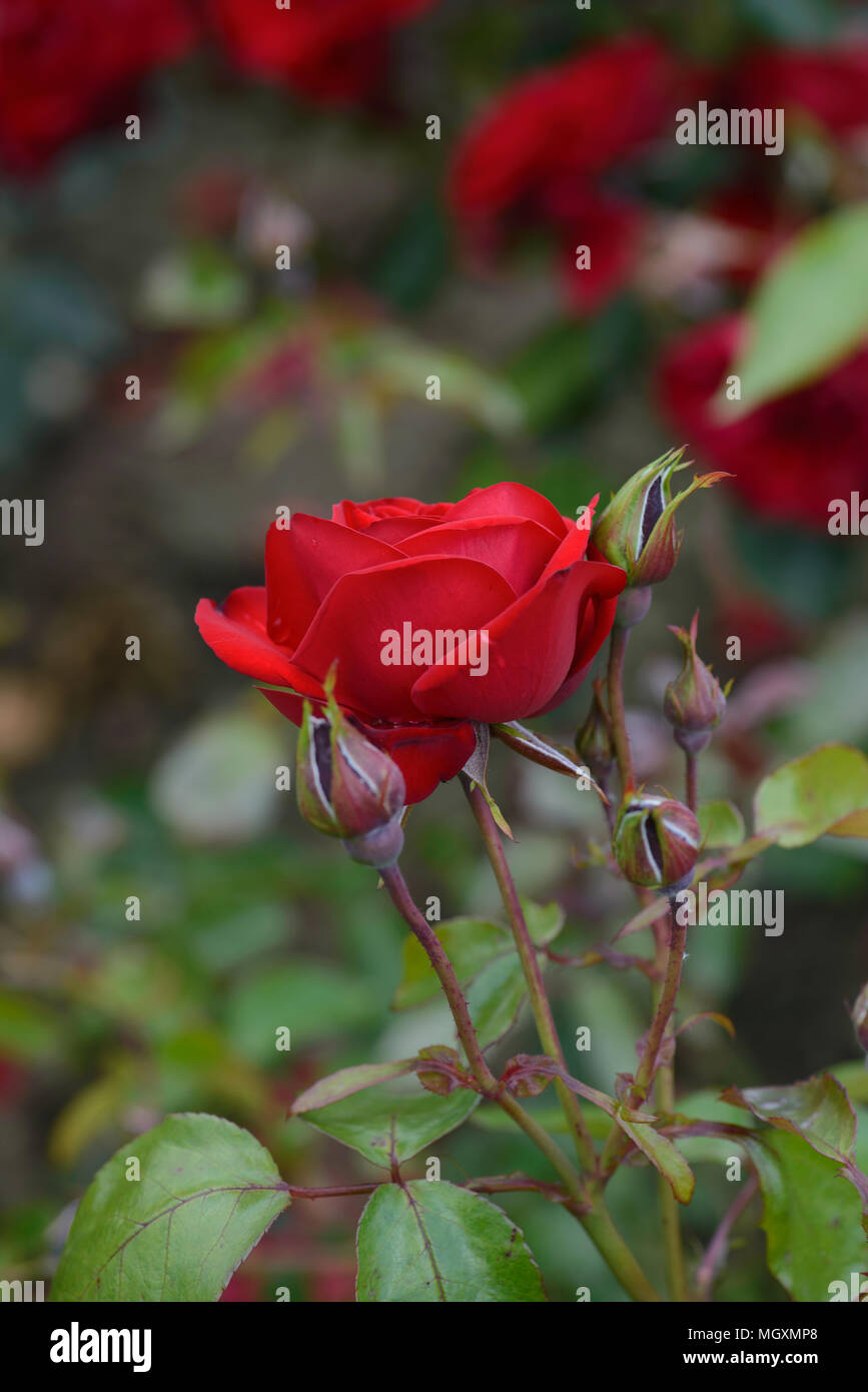 Rose Dublin Bay Stock Photo - Alamy