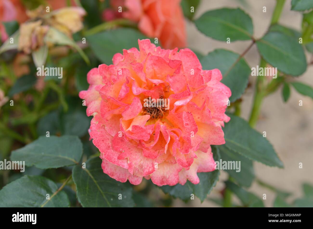 Easy does it rose hi-res stock photography and images - Alamy