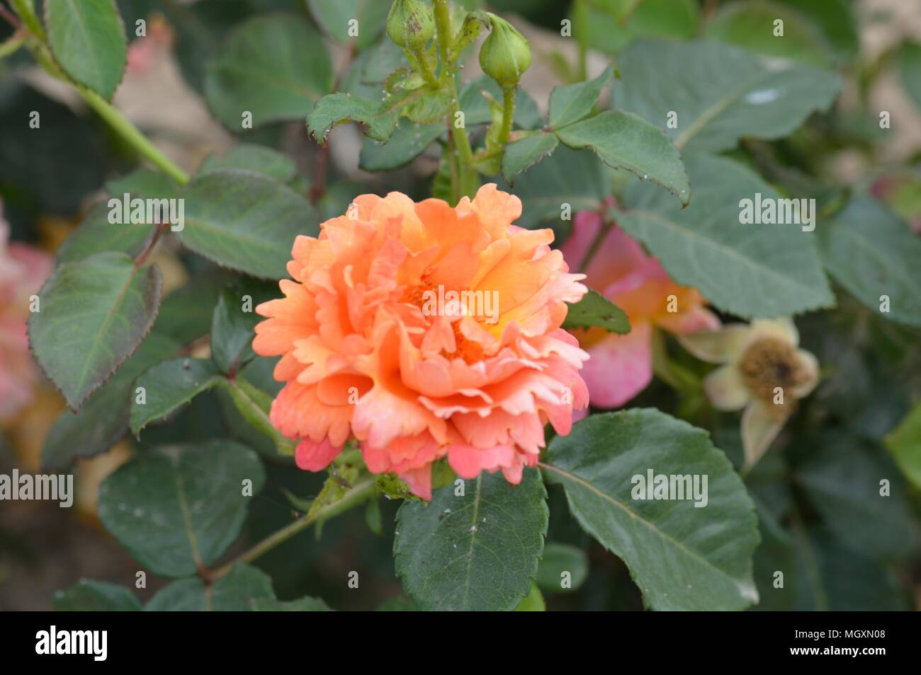 Rose Easy Does It Stock Photo - Alamy