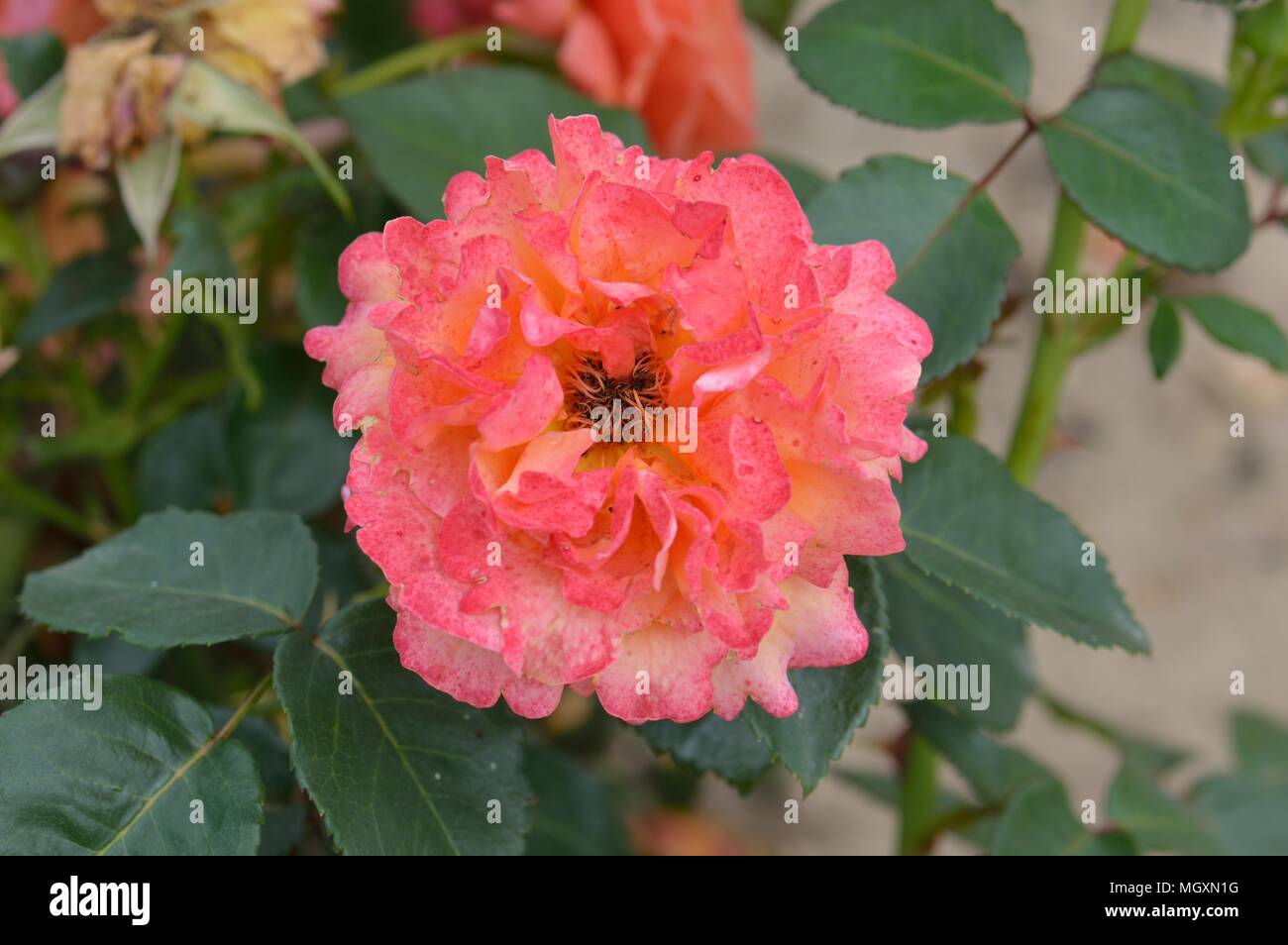 Rose Easy Does It Stock Photo - Alamy