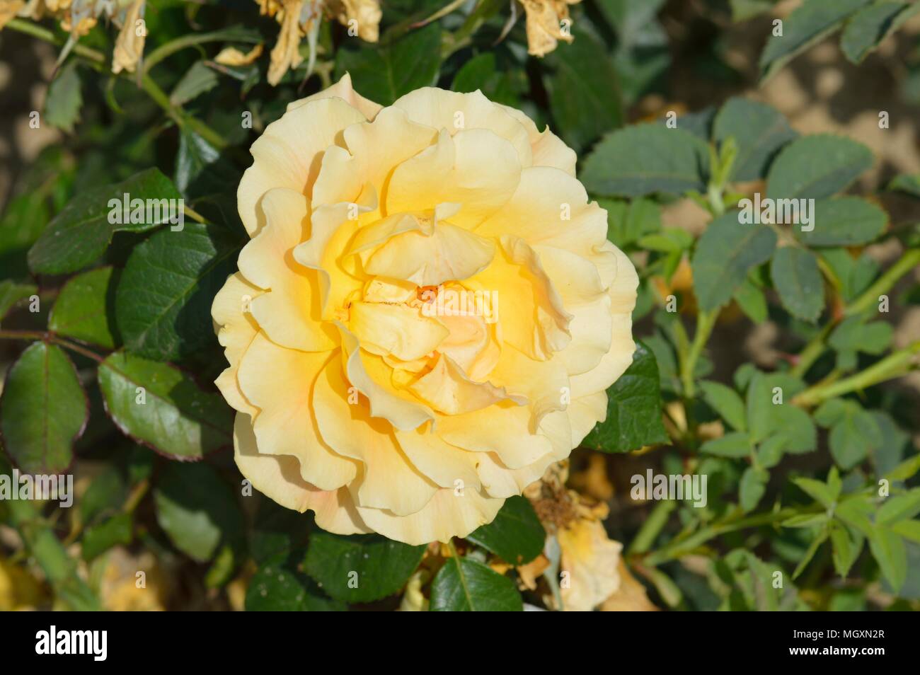 Easy going rose hi-res stock photography and images - Alamy