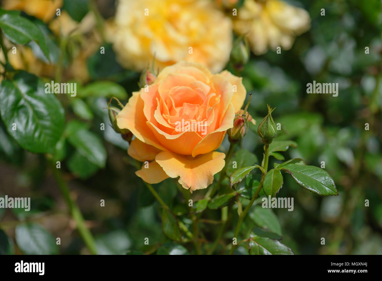 Rose Easy Going Stock Photo Alamy rose-easy-going-stock-photo-alamy