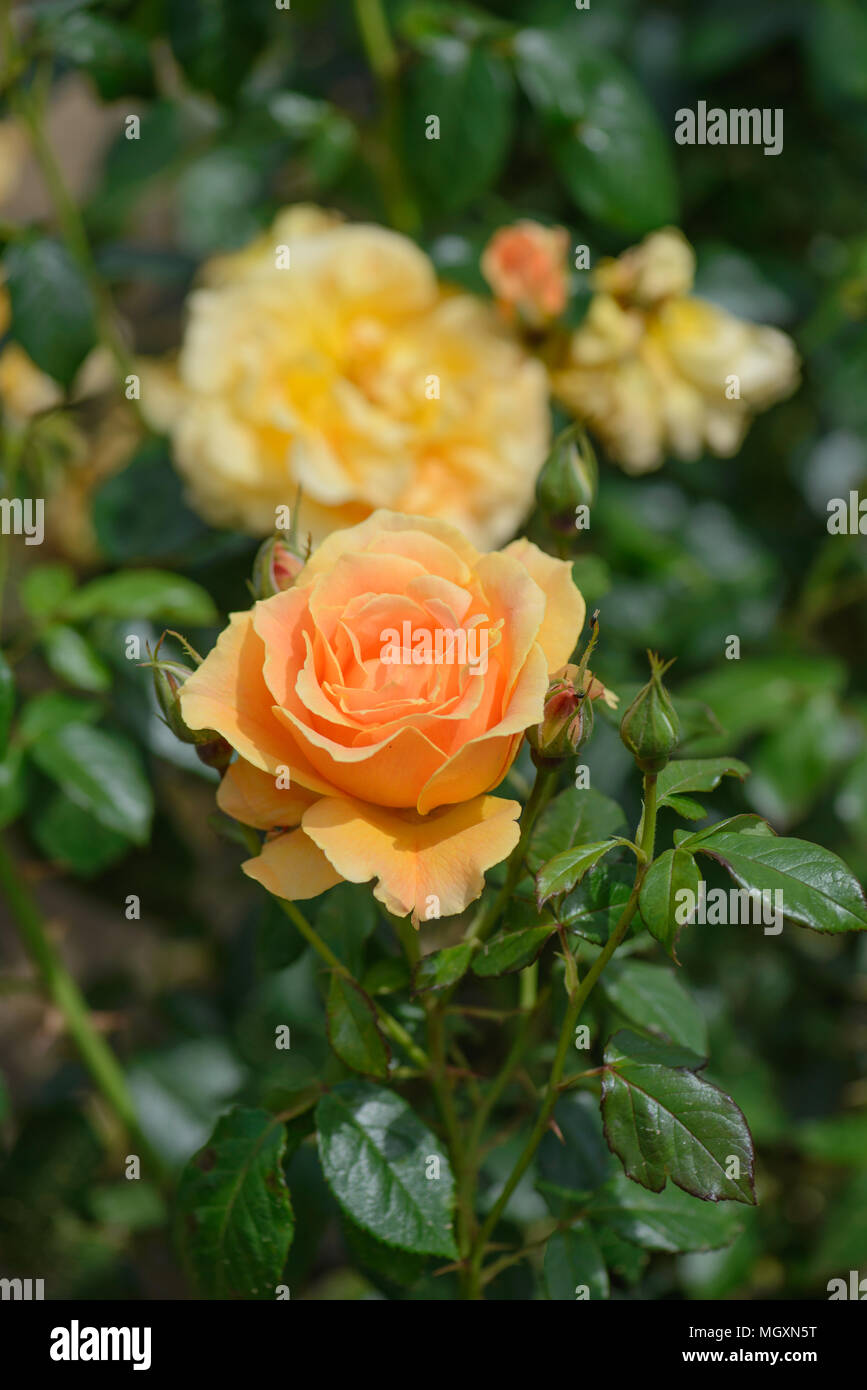 Easy going rose hi-res stock photography and images - Alamy