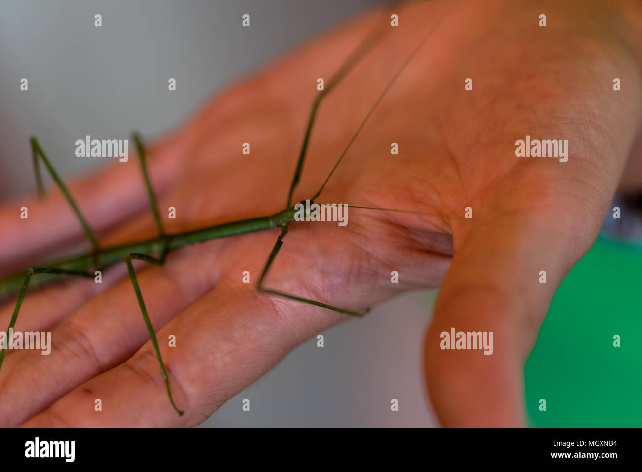 Praying mantis hand insect hi-res stock photography and images - Alamy