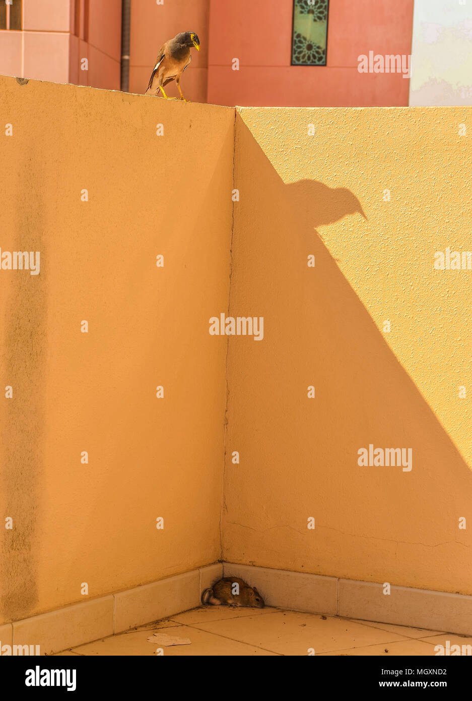 Common myna, bird of prey, lurking mouse Stock Photo - Alamy
