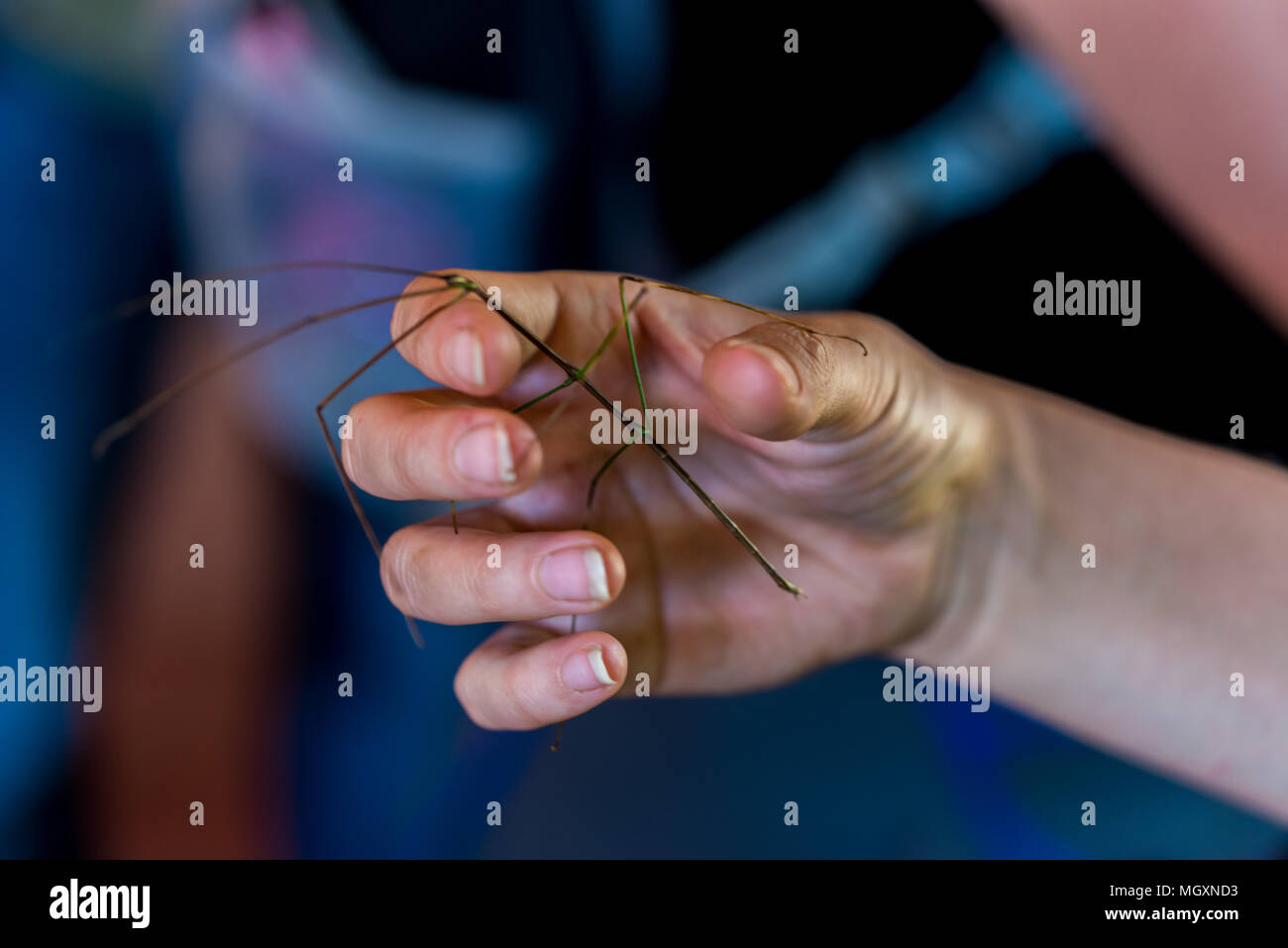 Mantis animal on human hand Stock Photo - Alamy
